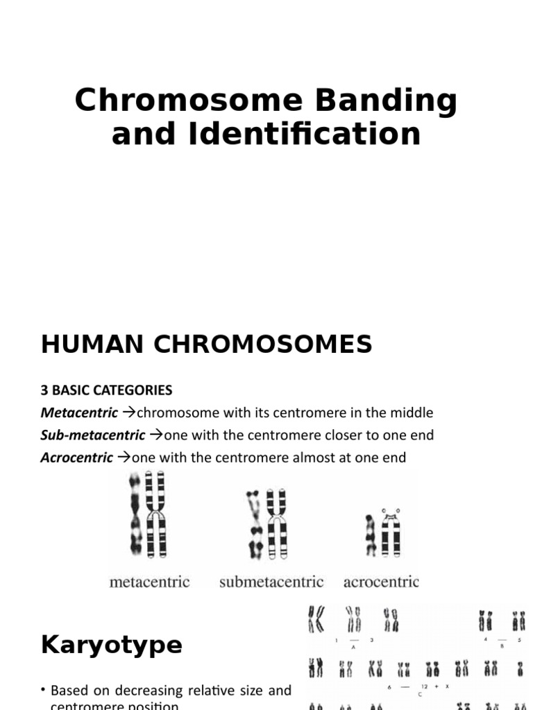 Chromosome Banding Techniques Overview | PDF | Staining | Karyotype