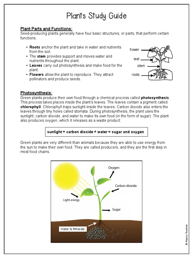 Plants Study Guide: Plant Parts and Functions | PDF | Flowers | Seed