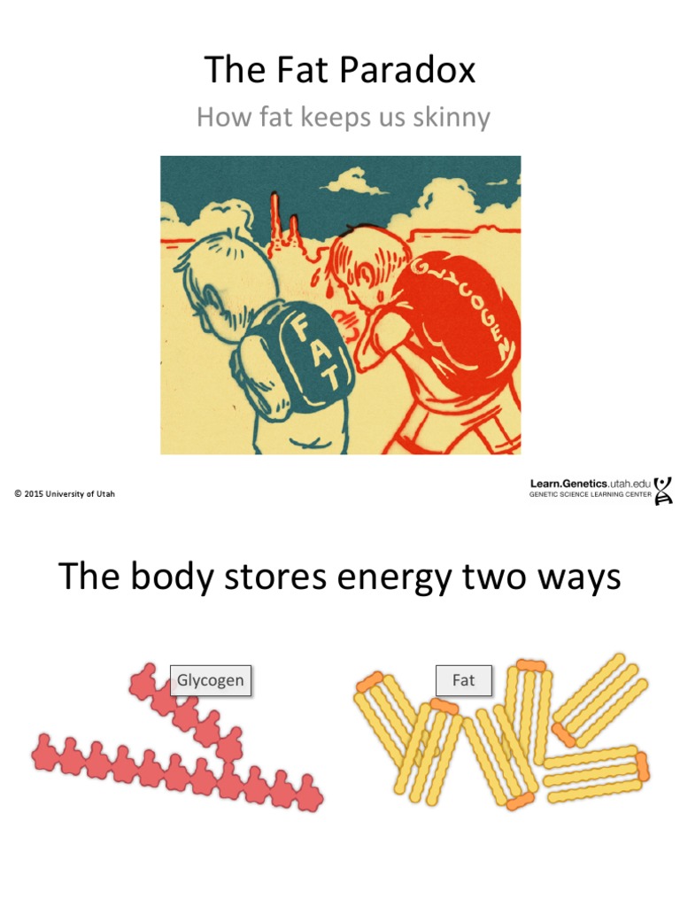 The Fat Paradox: How Fat Keeps Us Skinny | PDF | Fat | Glycogen