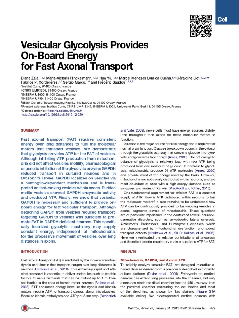 Vesicular Glycolysis Provides On-Board Energy For Fast Axonal Transport | PDF | Axon | Mitochondrion