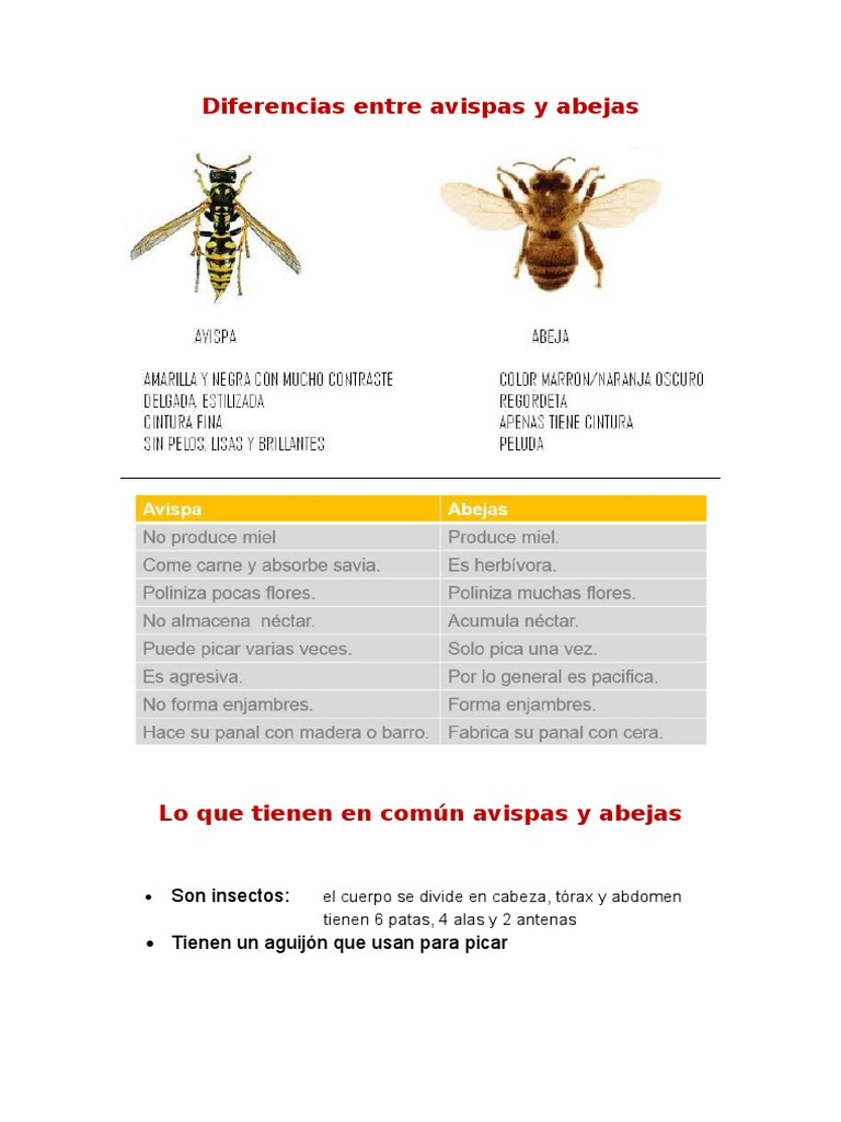 Diferencias Entre Avispas y Abejas | PDF Diferencias Entre Avispas y Abejas | PDF