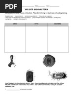 Calculating Magnification Worksheet | PDF