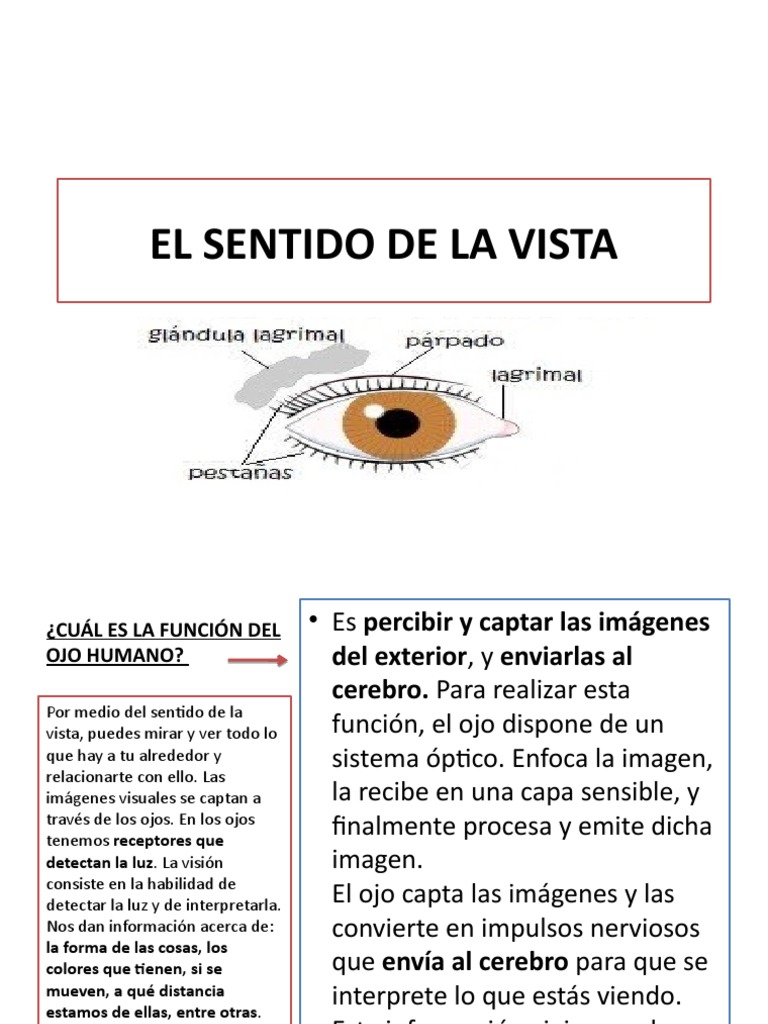 Sentido de La Vista Ciencias 4TO | PDF | Ojo humano | Ojo