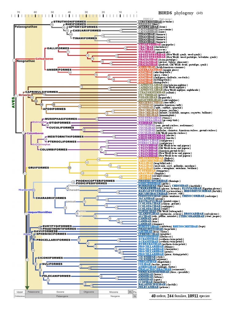 AVES - Birds Phylogeny, Orders, Families and Species | PDF | Parrot ...