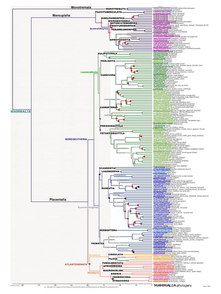 MAMMALS Phylogeny, Orders, Suborders, Families, Species | PDF | Whales ...
