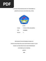 LAPRAK Morfologi Dan Anatomi Ayam | PDF