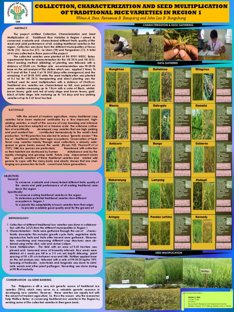 Collection, Char. and Seed Multiplication PDF | PDF | Rice | Plant Breeding