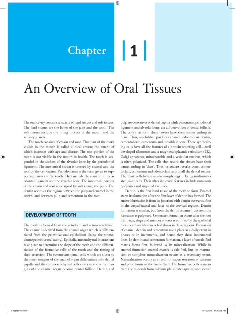Overview of Oral Tissues and Development | PDF | Human Tooth | Dentin