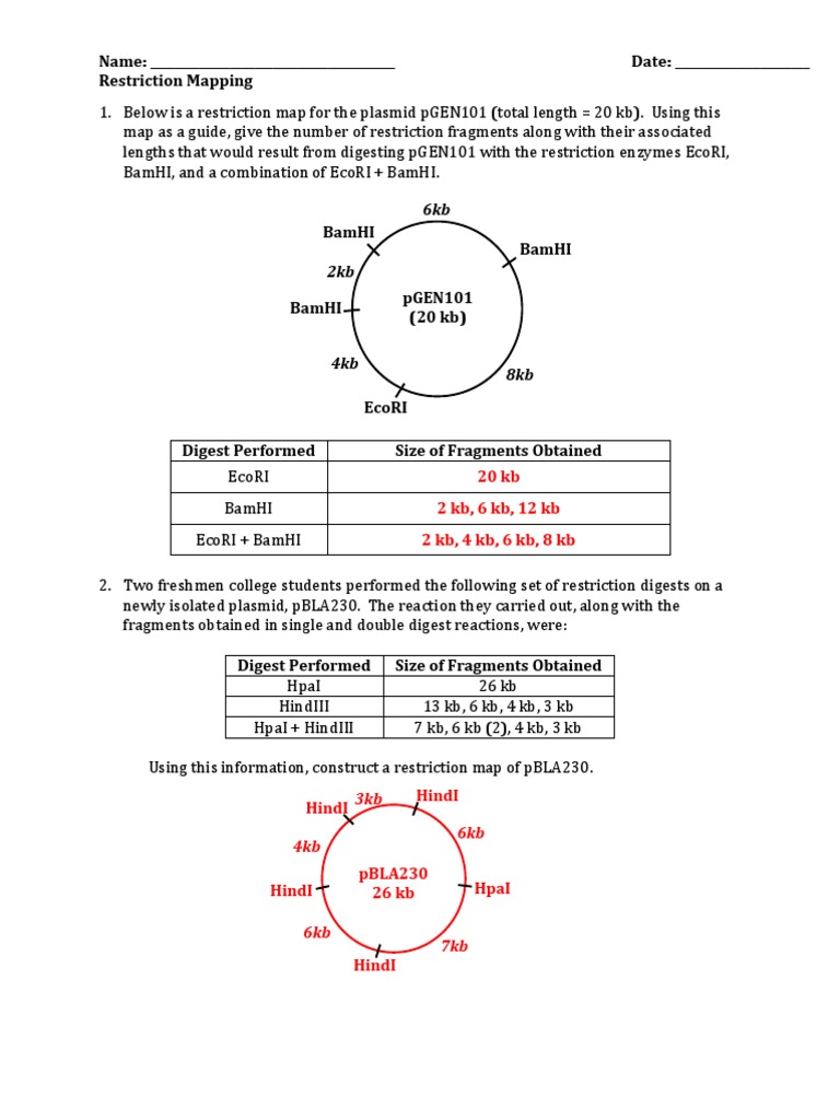Restriction Mapping - Key | PDF | Biotechnology | Biology