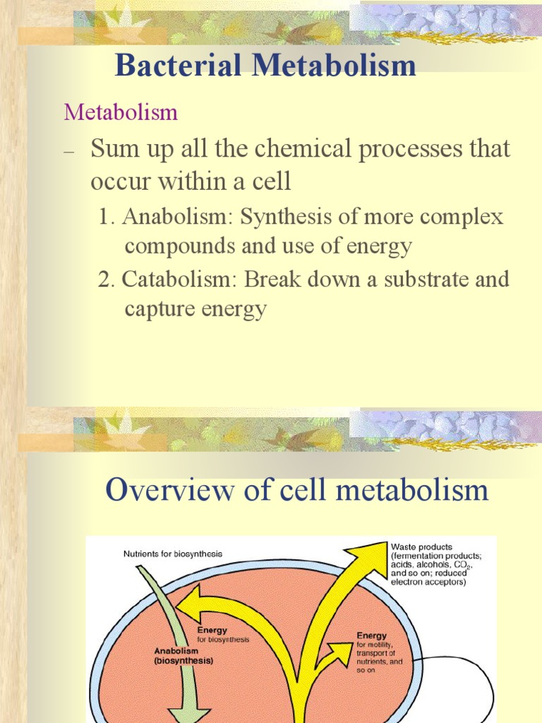 Bacterial Metabolism: Sum Up All The Chemical Processes That Occur ...