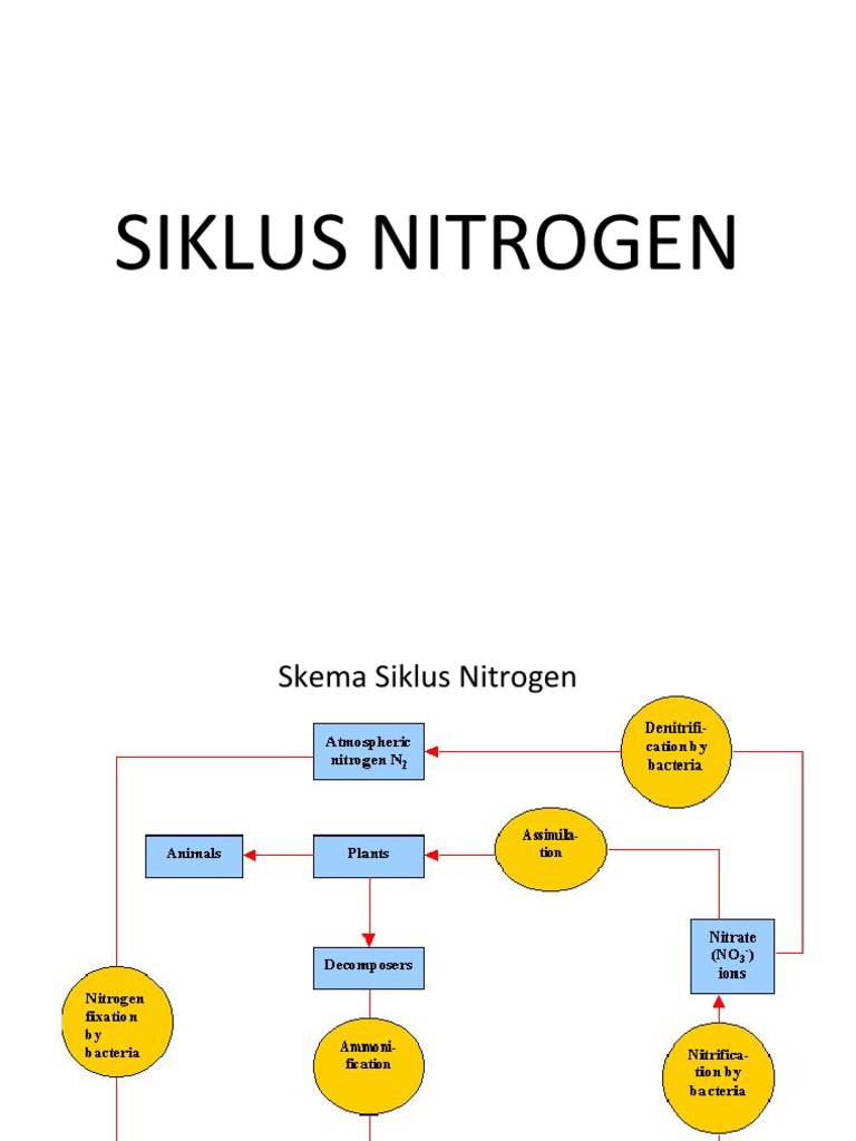 Siklus Nitrogen | PDF