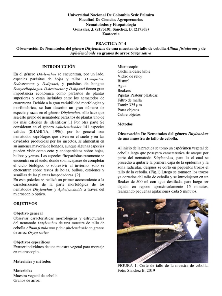 (Ditylenchus SPP Aphelenchoides) INF.4 PDF | PDF | Nematodo | Cebolla