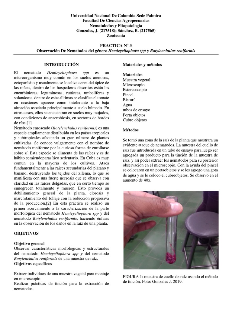 Informe 3 Rotylenchulus Reniformis y Hemicycliophora SPP | PDF ...