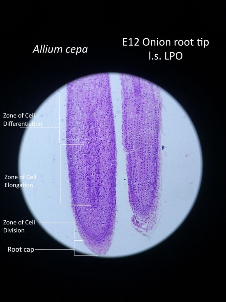 Allium Cepa: E12 Onion Root Tip L.S. LPO | PDF