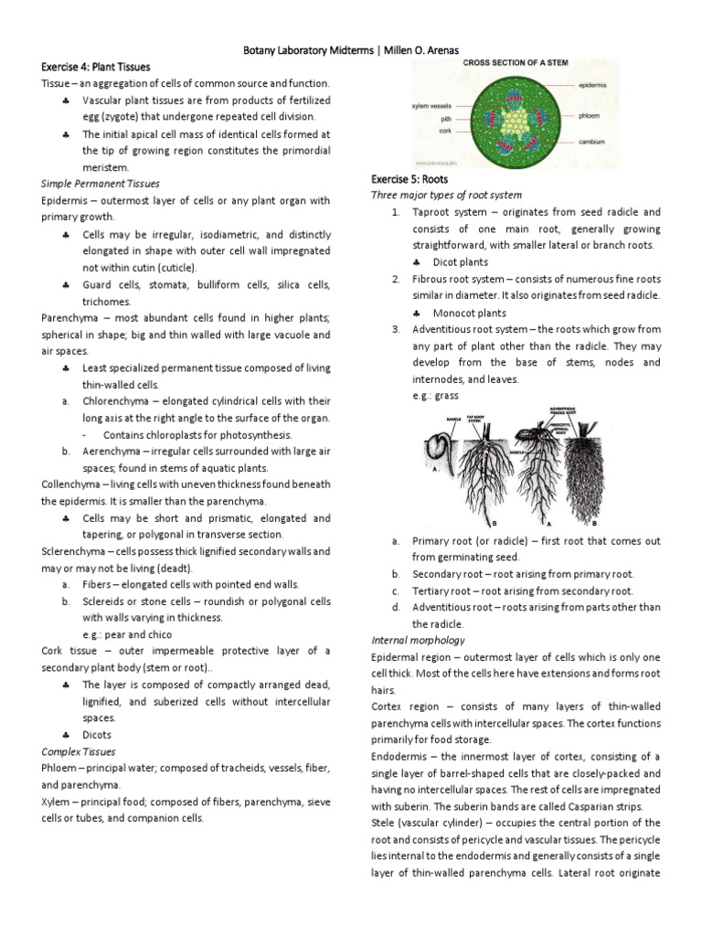 Simple Permanent Tissues Three Major Types of Root System | PDF | Plant ...