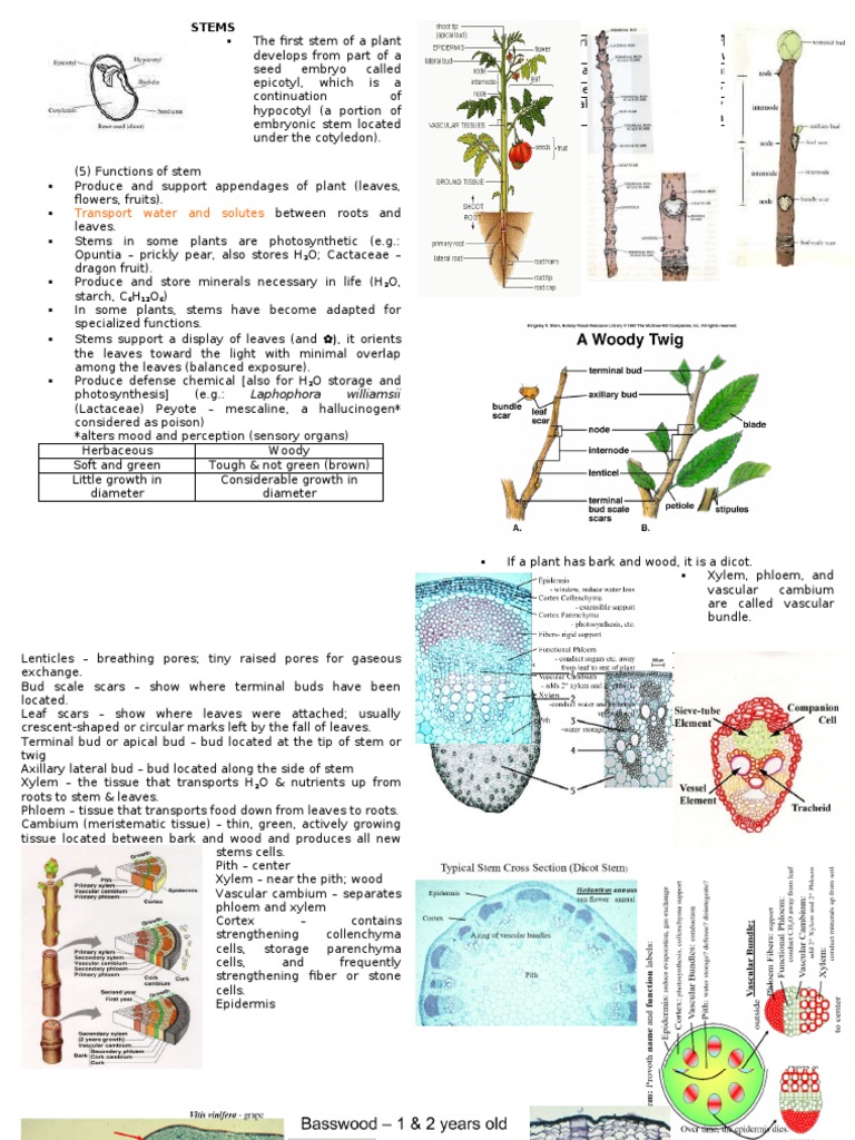 Transport Water and Solutes | PDF | Plant Stem | Leaf