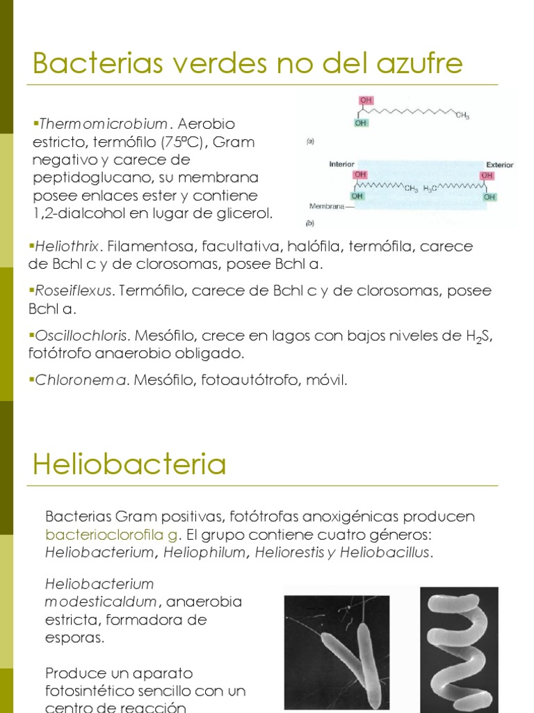 Bacterias verdes no del azufre y Heliobacteria | PDF | Clorofila ...