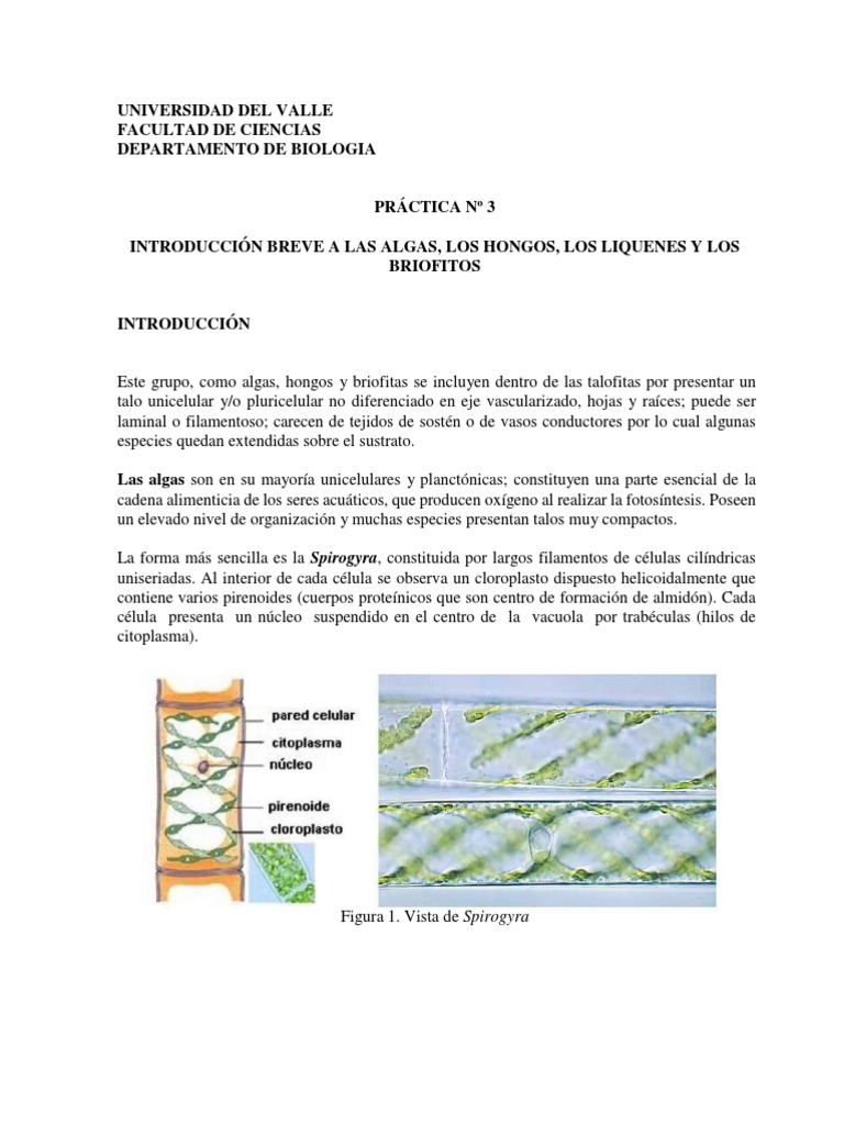 PRÁCTICA 3. Introduccion Alga, Hongo, Liquen y .. | PDF | Algas | Espora