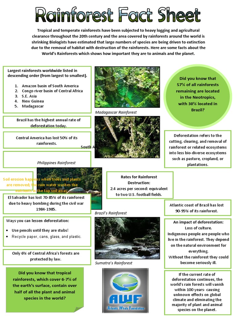 Rainforest Fact Sheet-Merged | PDF | Rainforest | Deforestation