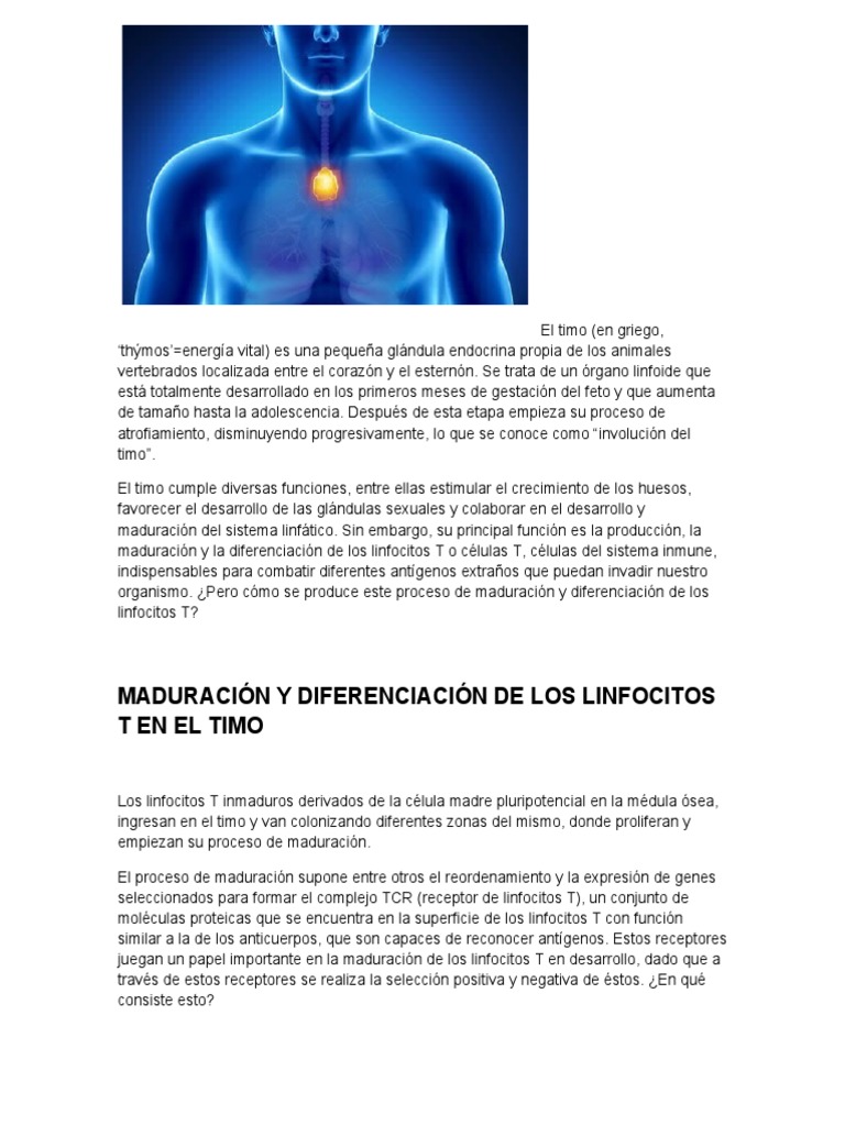 El Timo Pdf Célula T Linfocitos