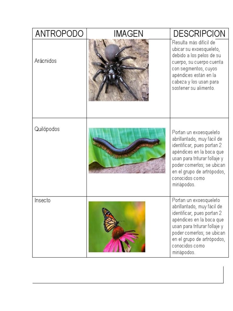 Antropodo - Biologia | PDF | Mamíferos | Insectos