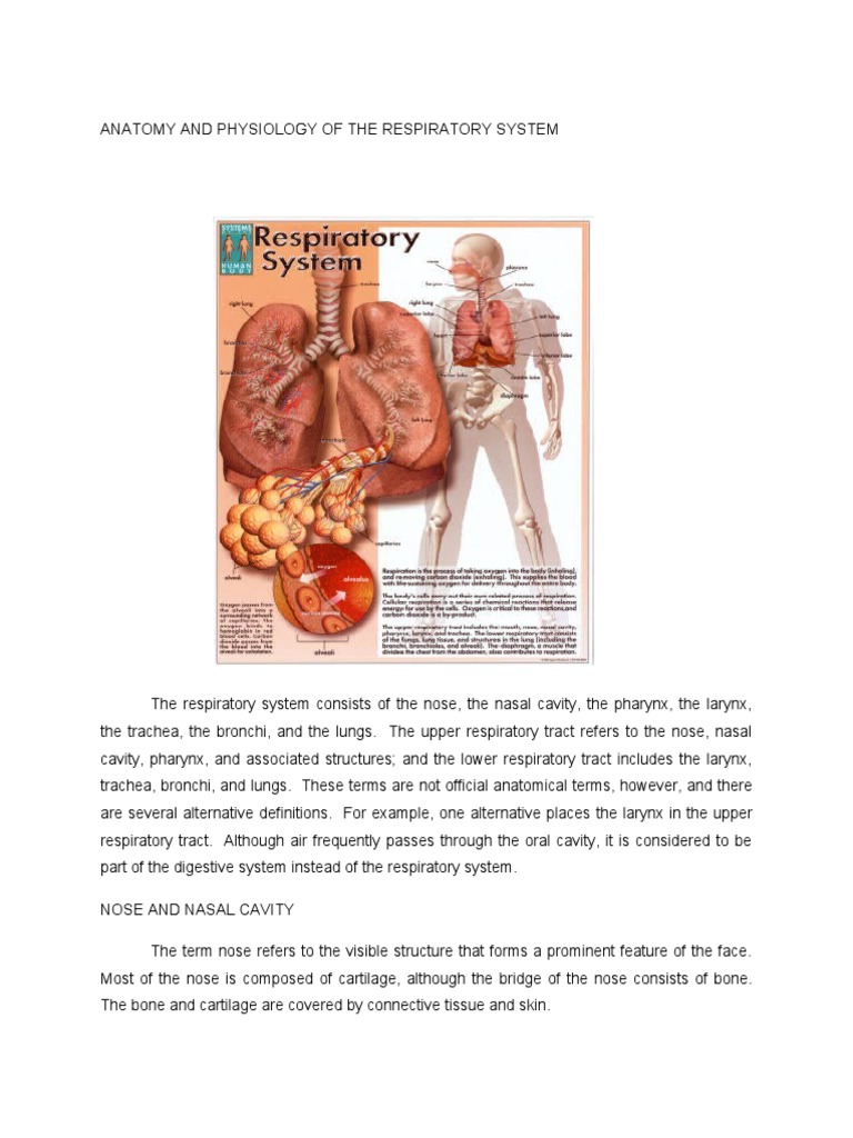 Anatomy and Physiology of the Respiratory System