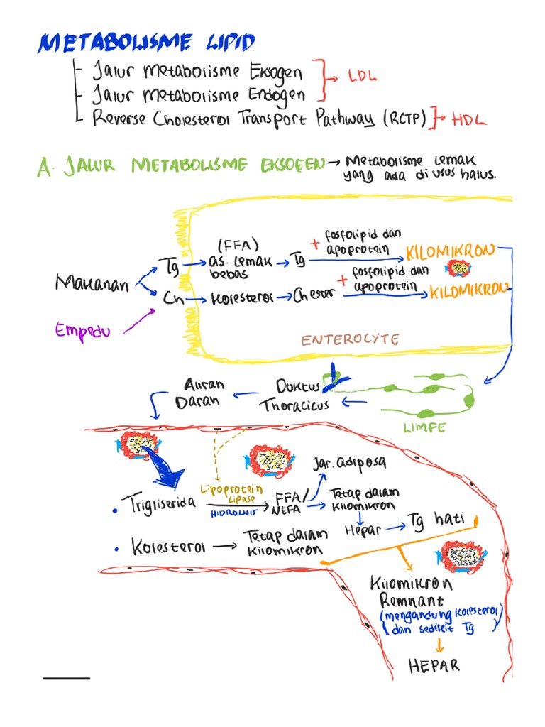 Metabolisme Lipid | PDF