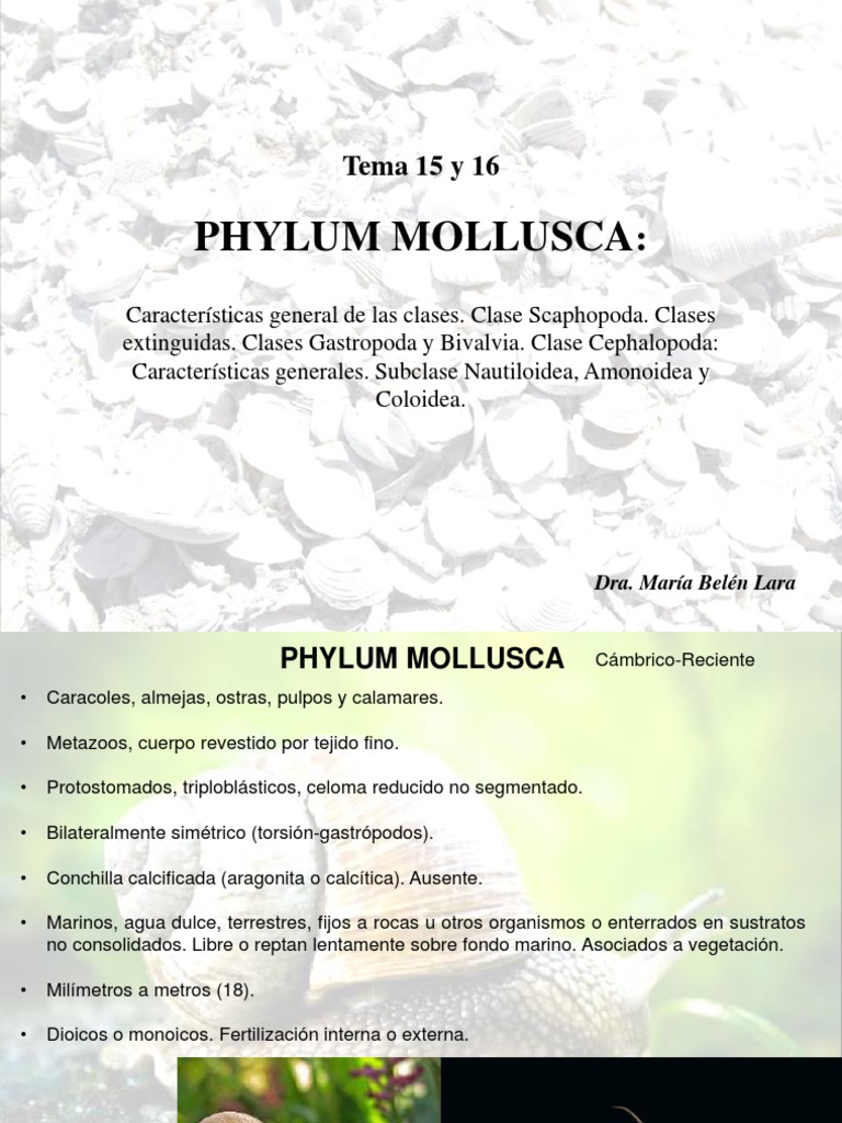 Phylum Mollusca PDF | PDF | Bivalvia | Moluscos