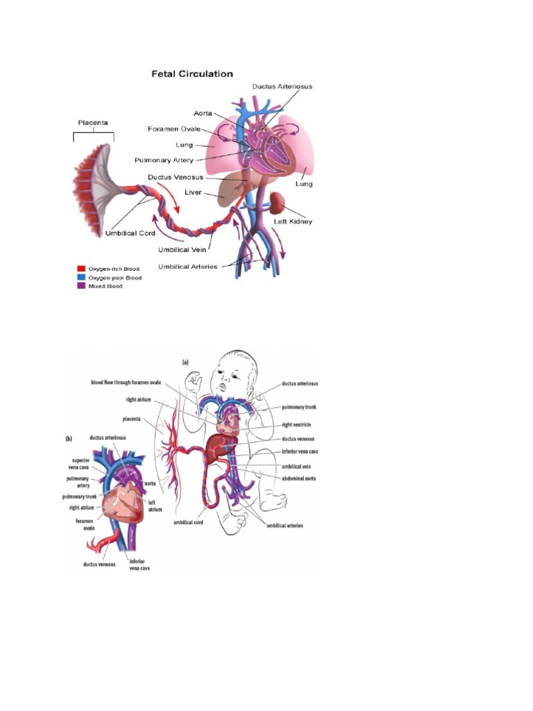 Gambar Sirkulasi Darah Janin | PDF