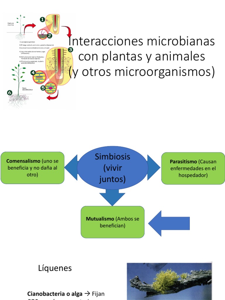 Interacciones Microbianas Con Plantas y Animales (Y Otros Microorganismos) | PDF | Organismos ...