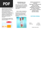 Triptico Del Sistema Excretor | PDF | Sistema urinario | Riñón