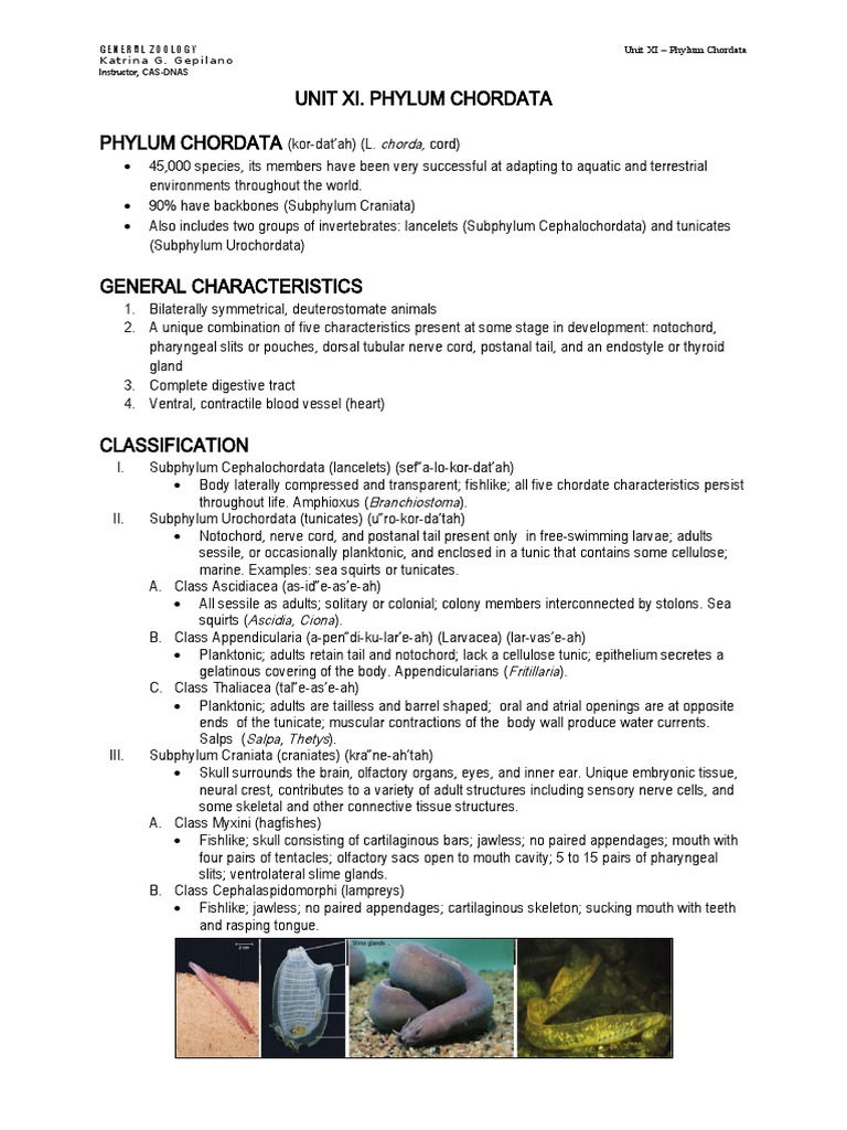 Chordata Phylum Characteristics