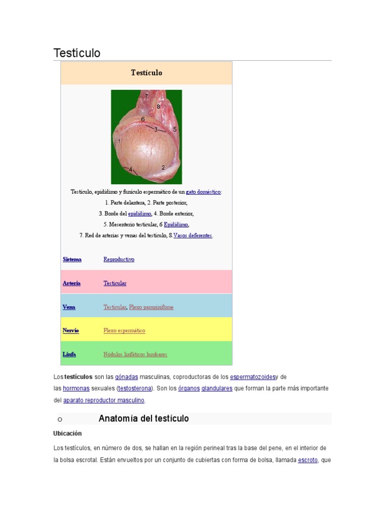 Anatomía y Función del Testículo Humano | PDF | Testículo | Circuncisión