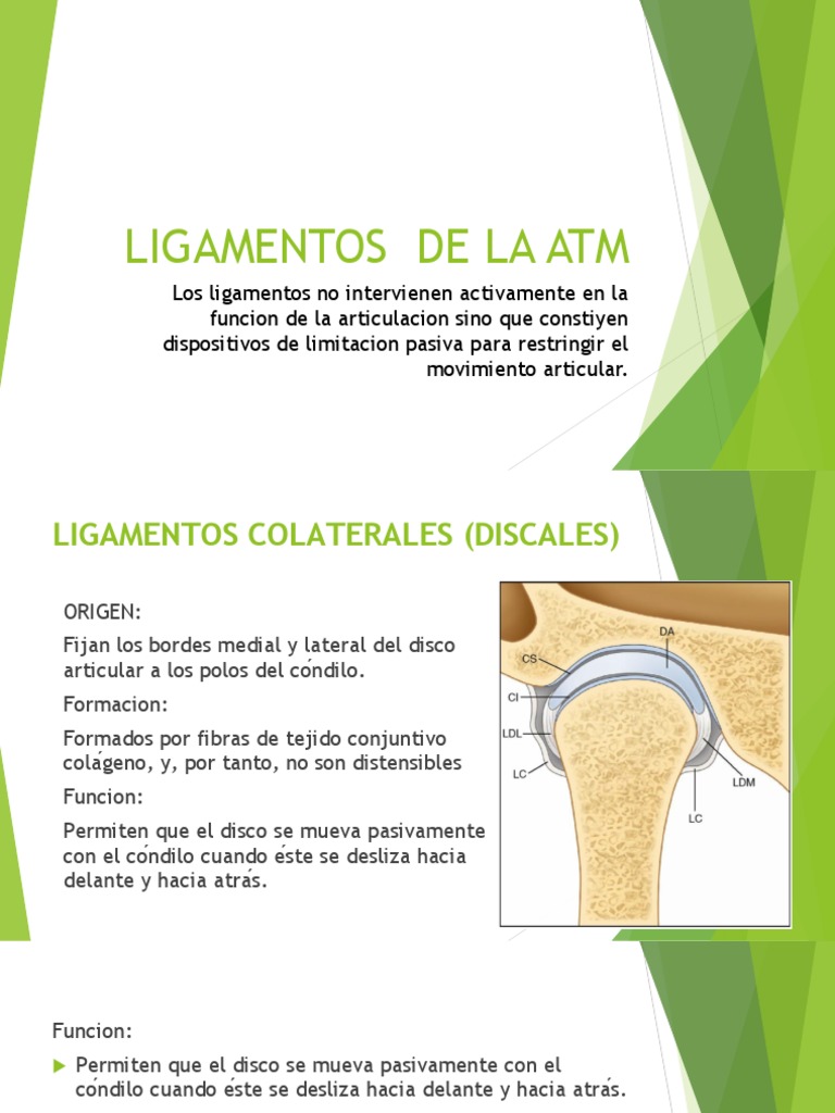 Funciones de los ligamentos de la ATM | PDF | Articulación | Articulaciones