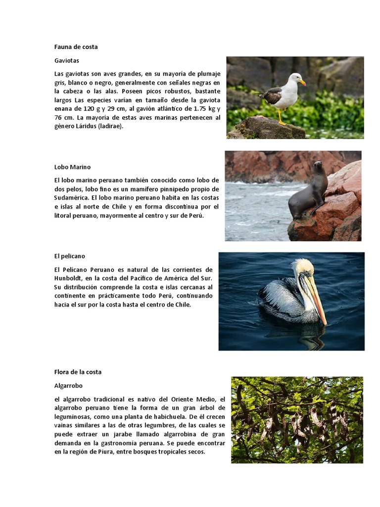Fauna de Costa | PDF | Andes | Osos