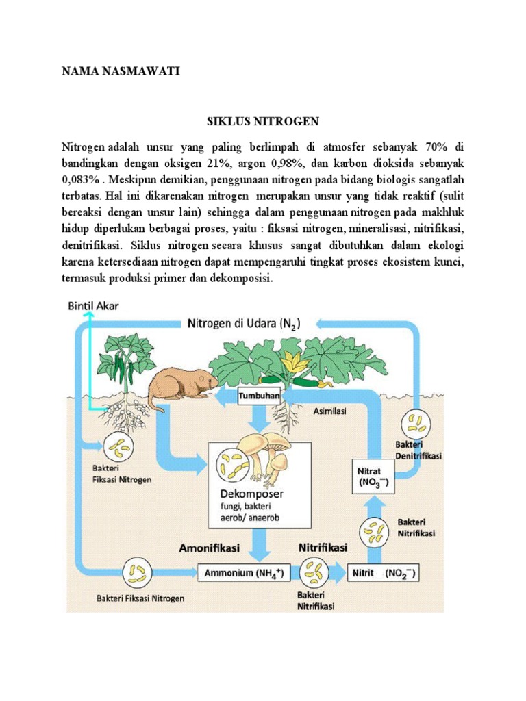 Siklus Nitrogen | PDF