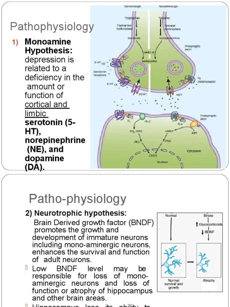 Pathophysiology: Monoamine Hypothesis | PDF | Hypothalamic–Pituitary ...