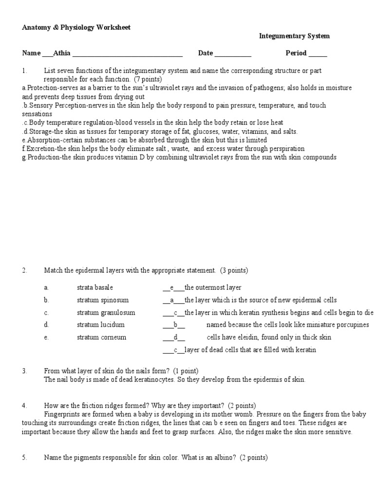 Week 6 Integumentary Worksheet | PDF | Skin | Epidermis