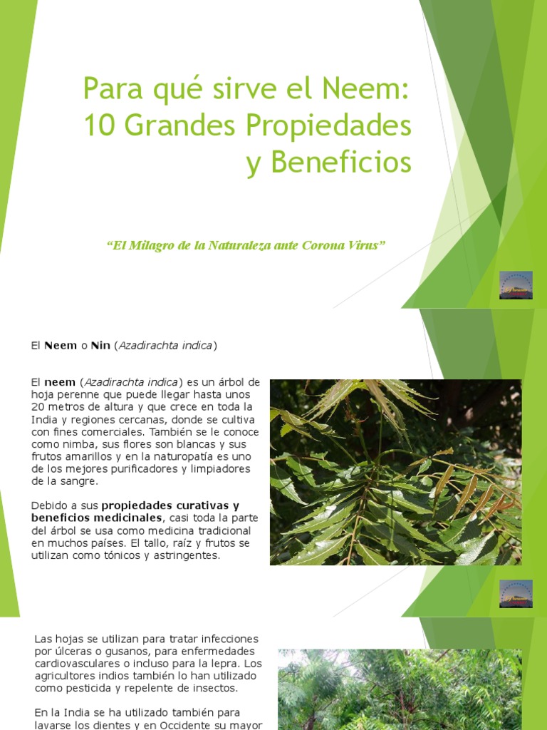 Neem o Nin El Milagro de La Naturaleza | PDF | Especialidades Medicas ...