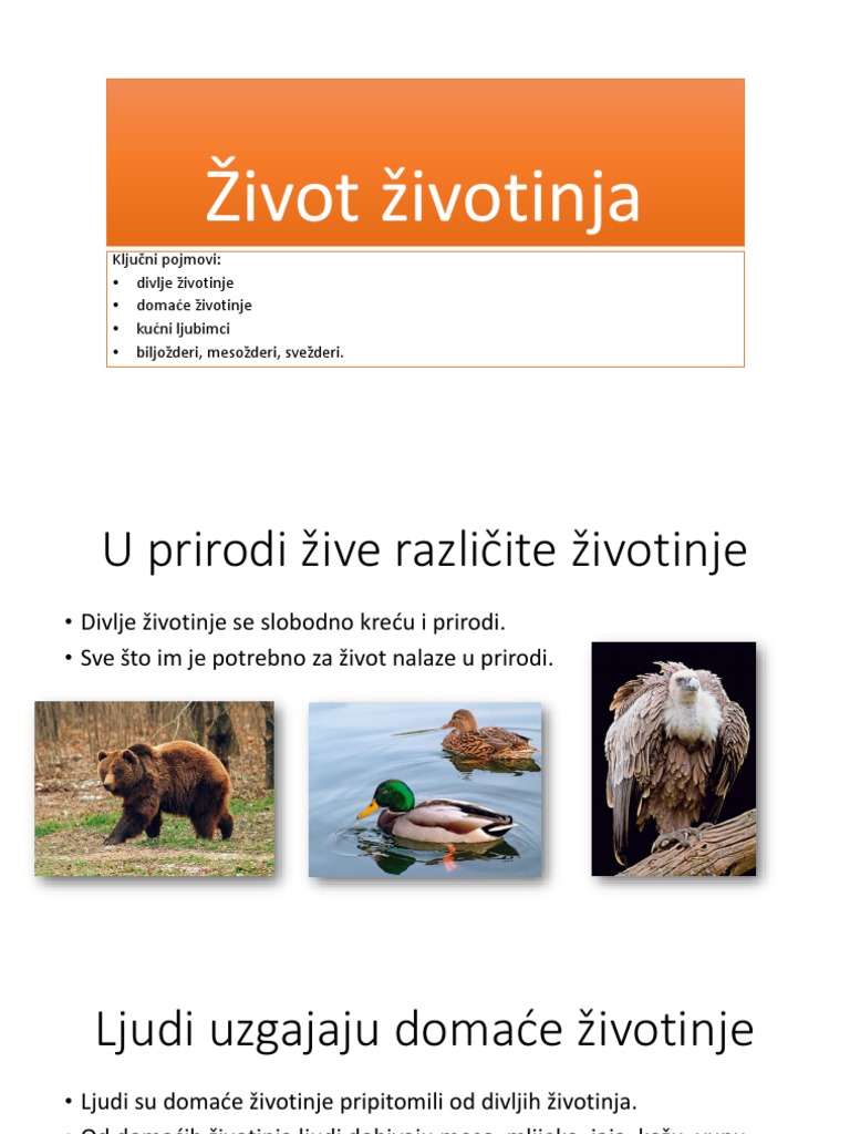 Zivot Zivotinja 1 | PDF