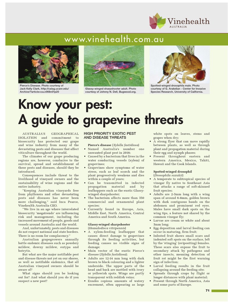Know Your Pest: A Guide To Grapevine Threats | PDF | Vitis ...