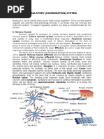 IGCSE Biology: Coordination & Response Notes | PDF
