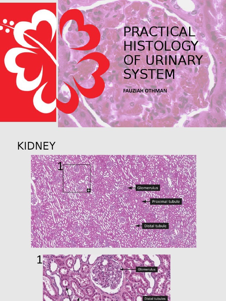 Urinary System Histology Guide | PDF
