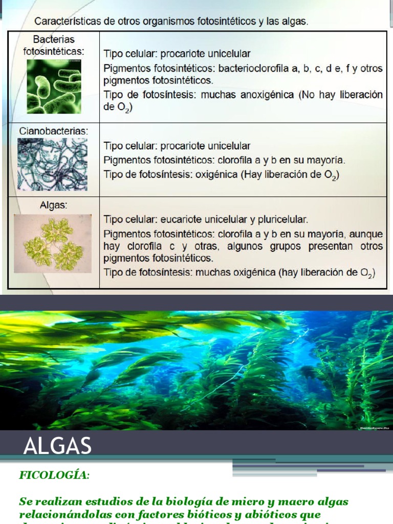 ALGAS | PDF | Algas | Cianobacterias