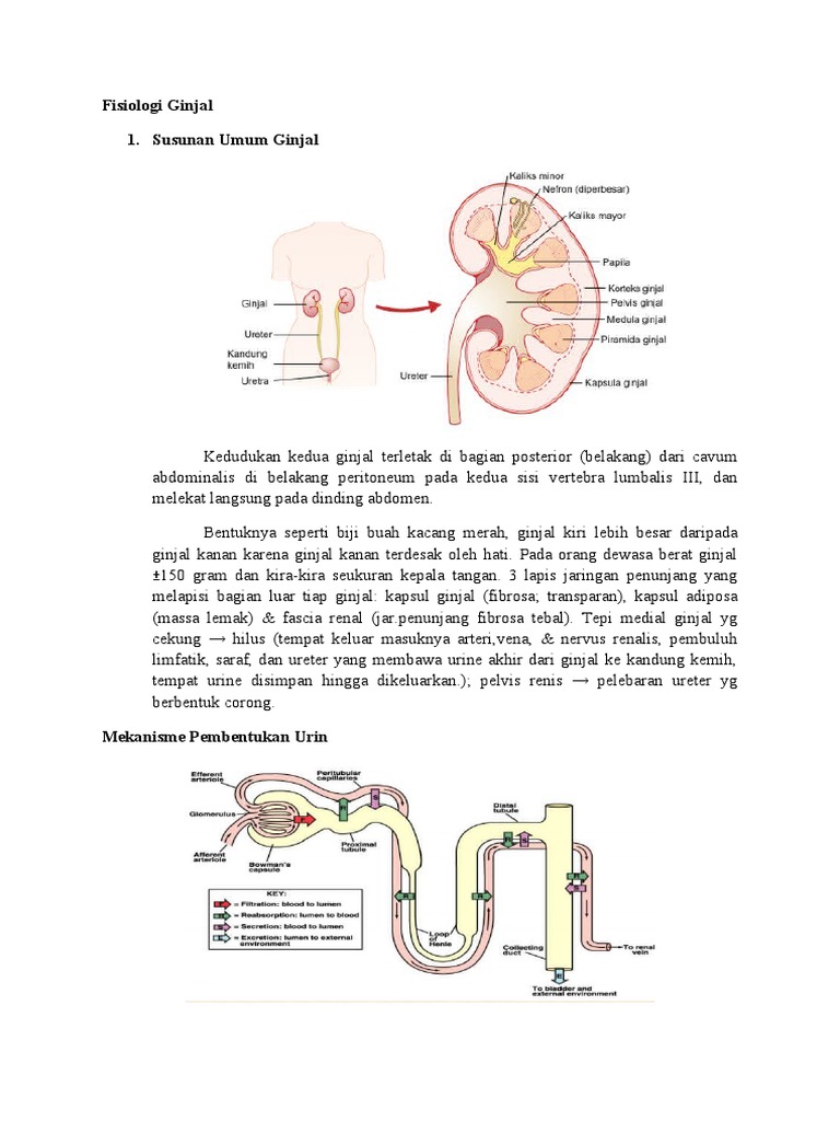 Fisiologi Ginjal | PDF