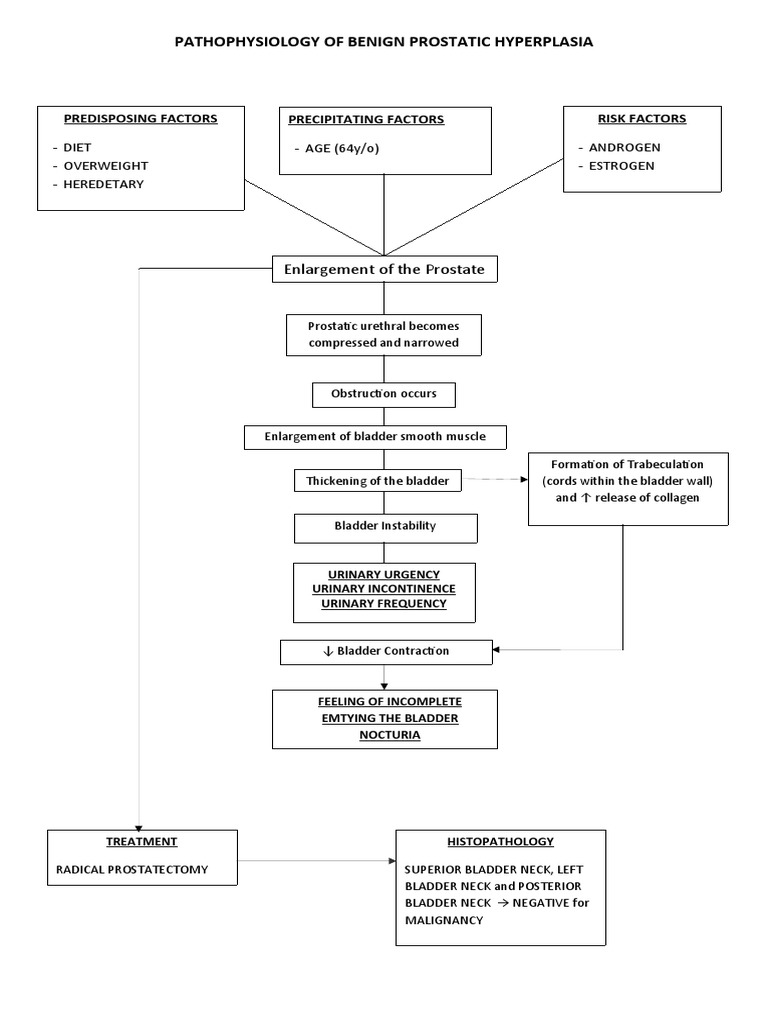 Pathophysiology of Benign Prostatic Hyperplasia | PDF