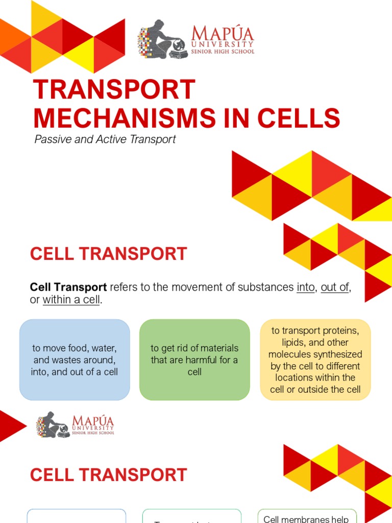 BIO01 CO3.1 Transport Mechanisms in Cells | PDF | Cell Membrane ...