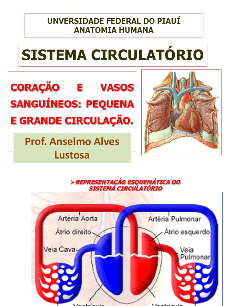 SISTEMA CIRCULATÓRIO Completo PDF | PDF | Coração | Sistema circulatório