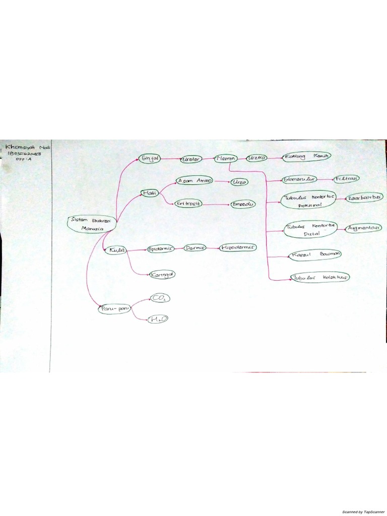 Mind Map Sistem Ekskresi | PDF