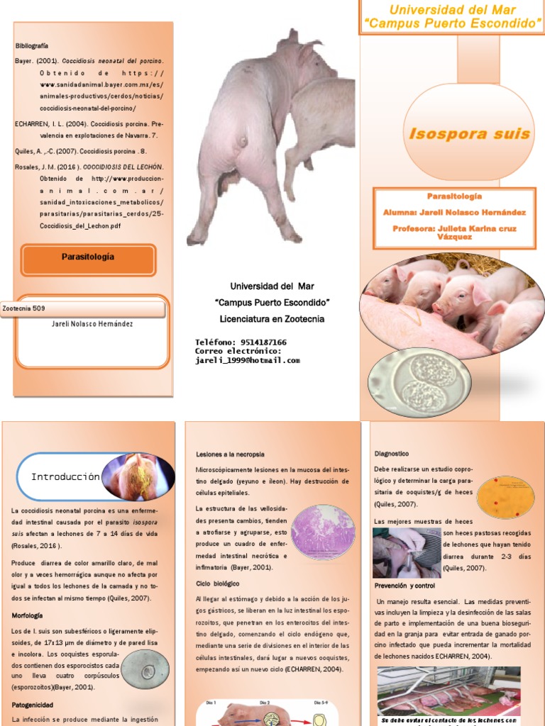 Isospora Suis Triptico | PDF | Medicina Veterinaria | Ciencias de la Salud